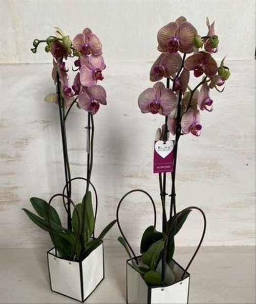 Орхидея фаленопсис 2-х ствольная