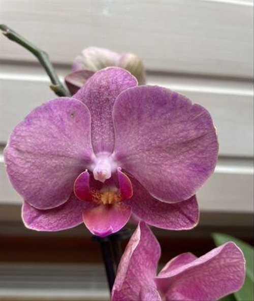 Орхидея фаленопсис реанимация