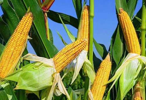 Семена кукурузы Краснодарский 291 и 230