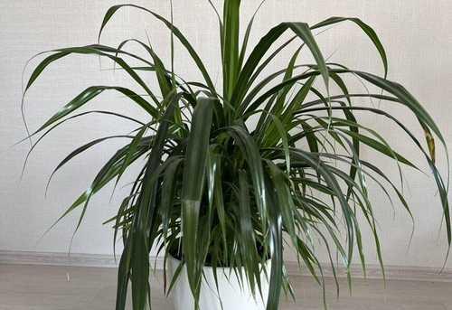 Большое комнатное растение Панданус