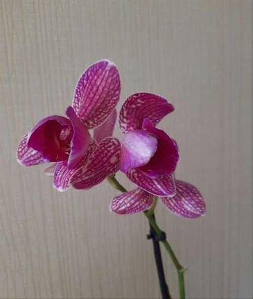 Орхидея пелор Немо