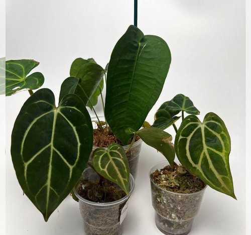 Anthurium carlablackiae