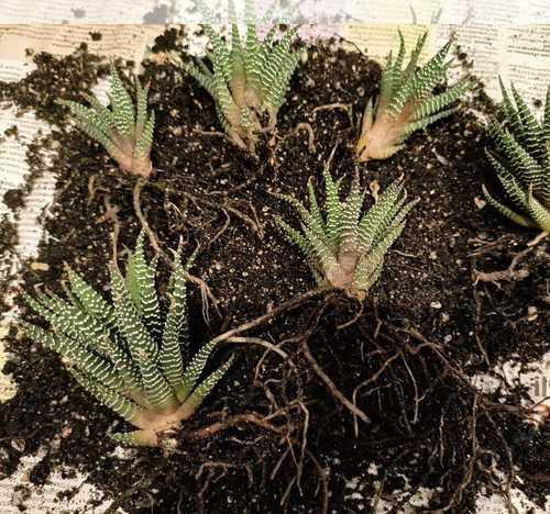 Хавортия Полосатая (Haworthia Fasciata)