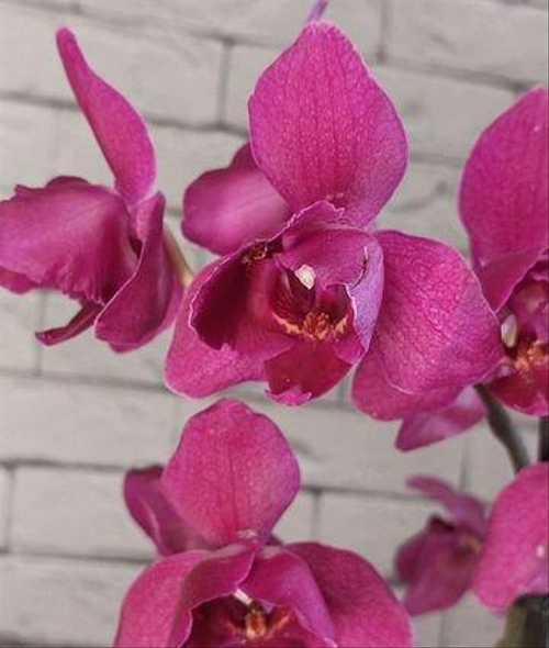 Орхидея Phalaenopsis "Montreux" пелорик