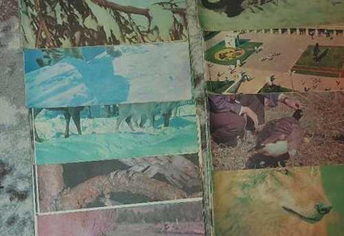 Журналы Охота и охотничье хозяйство 1981