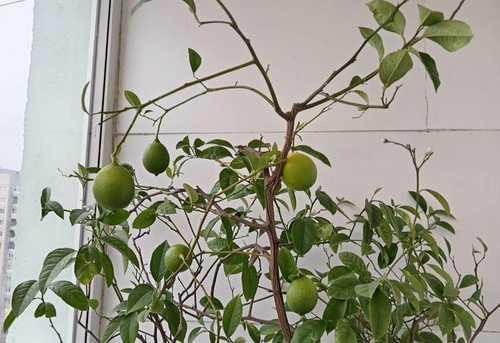 Лимонное дерево с плодами и цветами