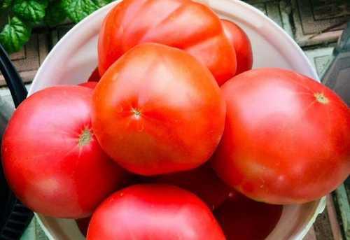 Семена томатов более 30 шт в пакетике