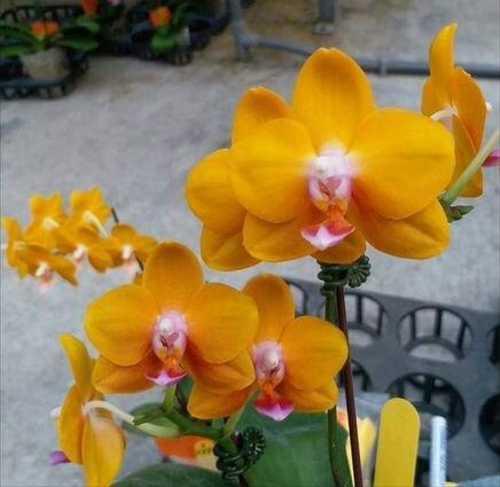 Орхидея Phal. Mainshow Unique Orange