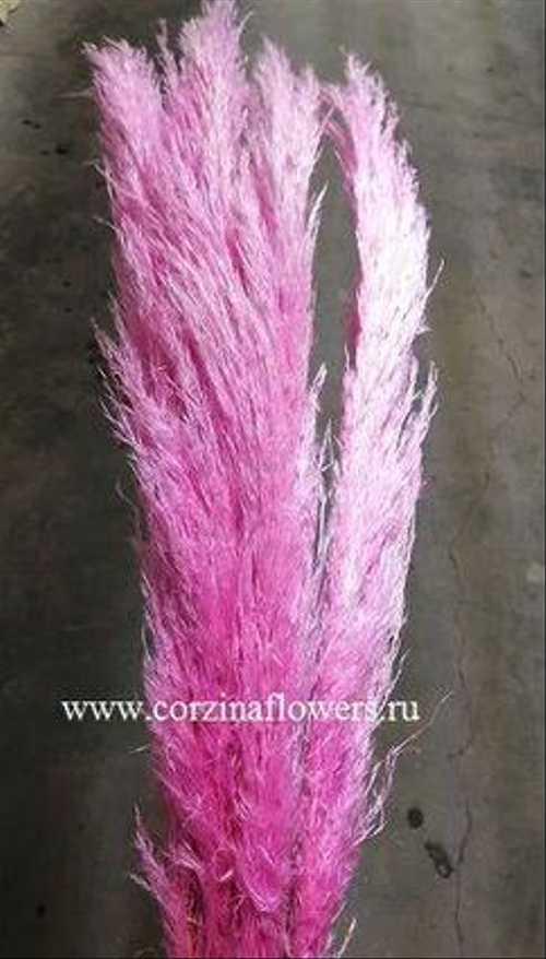 Кортадерия розовая ветки для декора