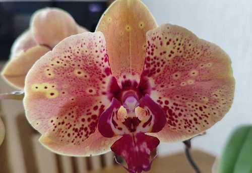 Орхидея фаленопсис Дикий персик