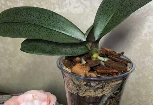 Орхидея фаленопсис maple valley арома