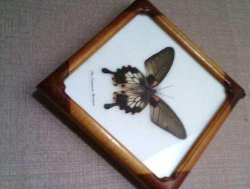 Подарок Престижный Коллекционная Бабочка в раме