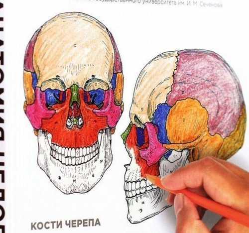 Новая Анатомия человека атлас раскраска