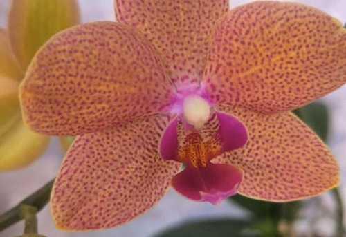 Орхидея фаленопсис Sunset Love