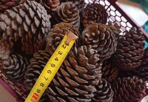 Шишка крымской сосны 7-10 см,50 шт набор