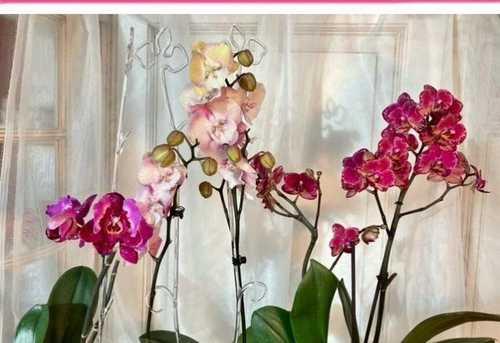 Орхидея бабочка Бинити Единорог цветы фаленопсис