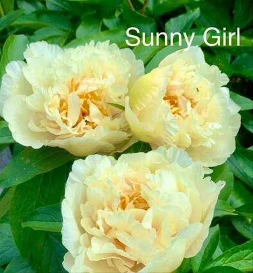 Пион Sunny Girl (Санни Герл)