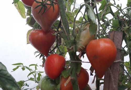 Рассада томатов,капуста, огурцы, клубника