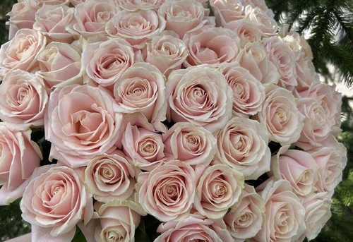 Нежно розовые розы, цветы, букет с доставкой