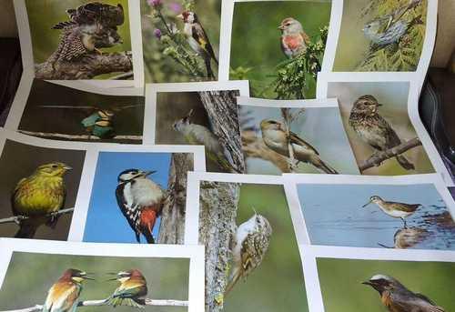 Фотографии птиц малого и большого формата