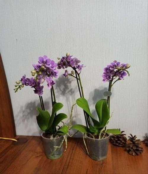 Орхидея мультифлора Violet Queen, 2 ствола