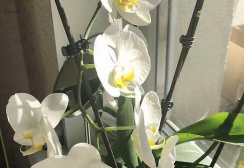 Орхидея фаленопсис Крупные цветы, отростки
