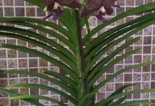 Орхидея Ванда, взрослая