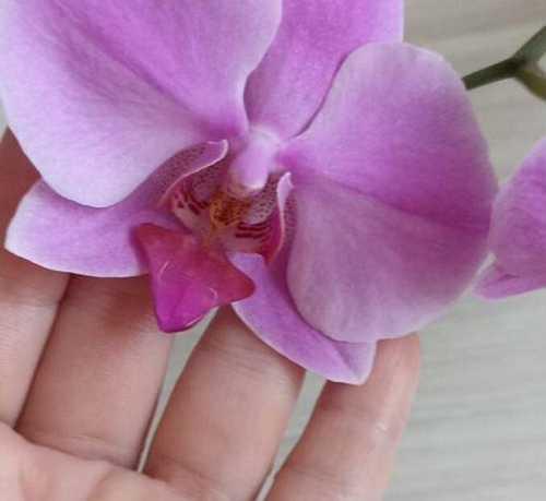 Орхидея фаленопсис Phalaenopsis Sogo Dothy