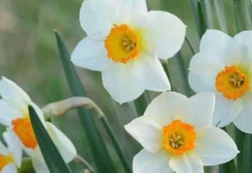 Многолетние цветы Нарциссы