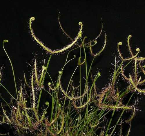 Росянка Бината (Drosera Binata)