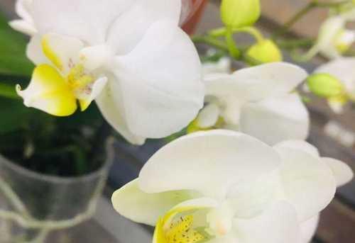 Орхидея фаленопсис мультифлора