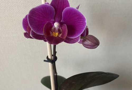 Орхидея фаленопсис Phal. Miki Black Angel '364'