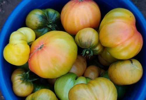Семена редких коллекционных томатов