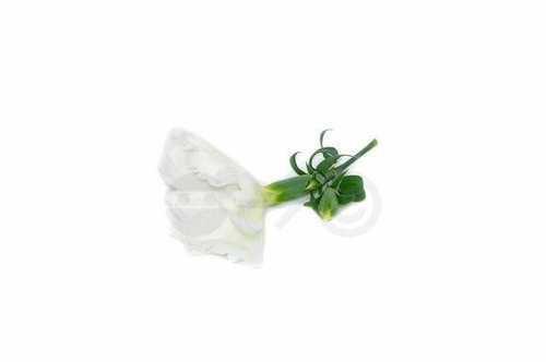 Гвоздика белая (бутоны) / Съедобные цветы