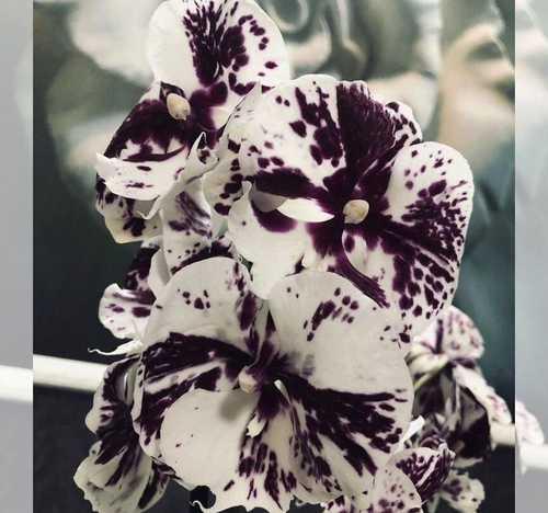 Орхидея фаленопсис White Chocolate биглип Шоколад