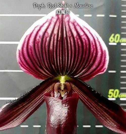 Орхидея Paph. Red Shift Maudiae