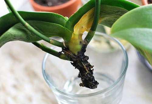 Орхидея, фаленопсис, реанимация