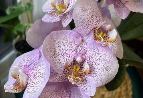 Формэйшн орхидея фаленопсис