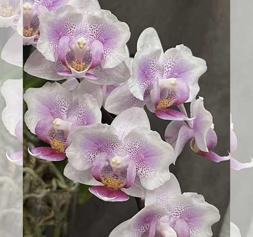 Фаленопсис бабочка