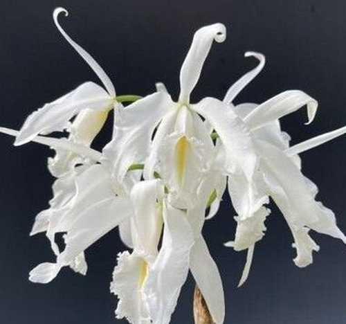 Cattleya maxima, разные