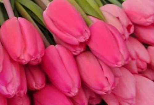 Тюльпаны, к 8 марта оптом