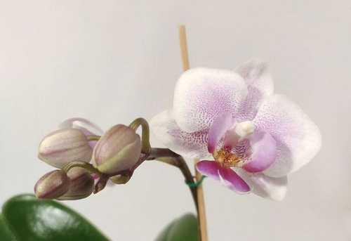 Домашняя цветущая орхидея фаленопсис Pink Dream