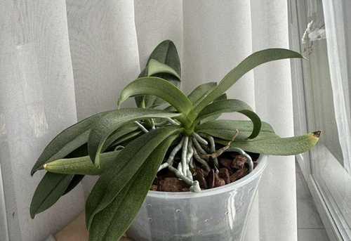Орхидея Ph Sogo Chabsrtic