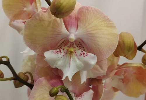 Орхидея фаленопсис Единорог (Unicorn) биг лип