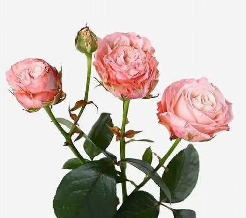 Роза Мадам Бомбастик (40 см.)