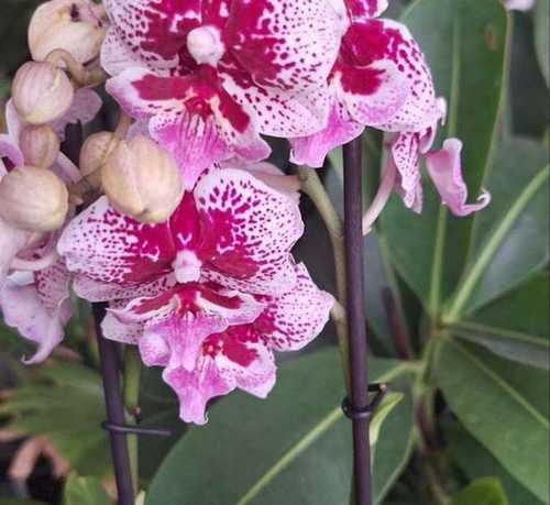 Орхидея Фаленопсис биг лип мультифлора