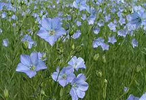 Семена льна масличного вниимк 620, Ручеек элита