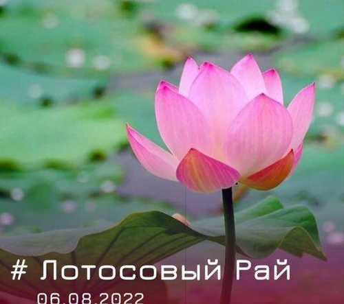 Лотосовый Рай-Адыгея 06.08.22