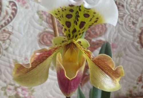 Орхидея венерин башмачок