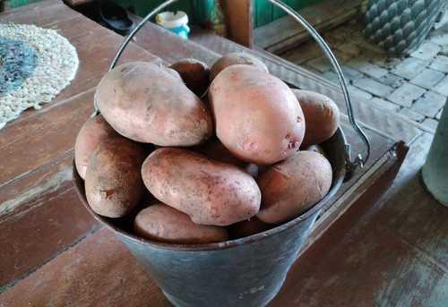 Продам картофель домашний отборный